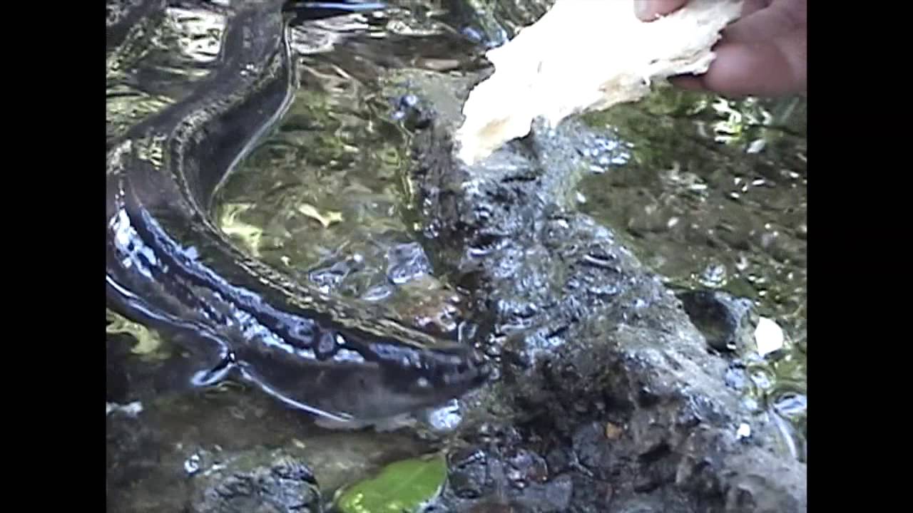 Hand Feeding Eels in New Zealand - YouTube