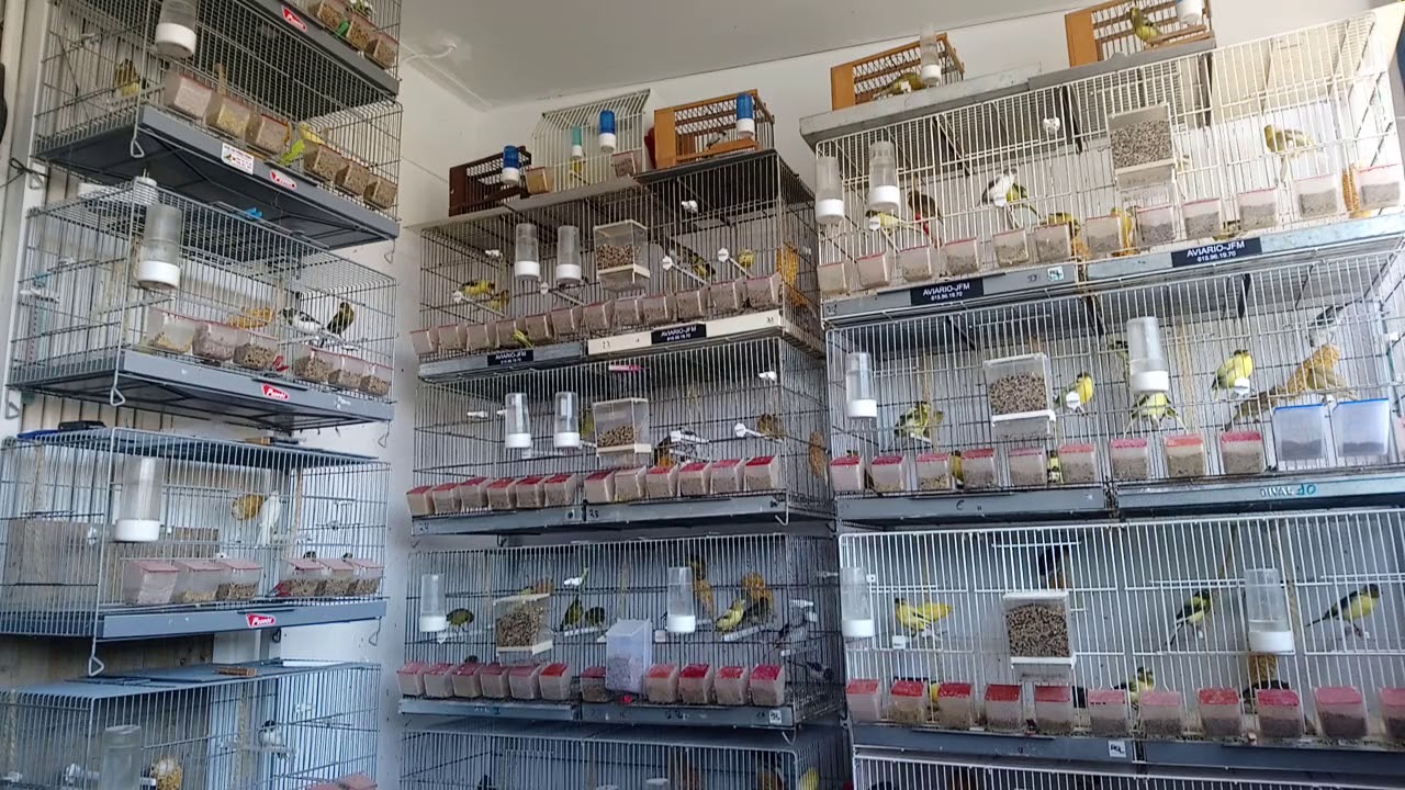 ¡Diferentes métodos para educar timbrados! Aviario jfm. - YouTube