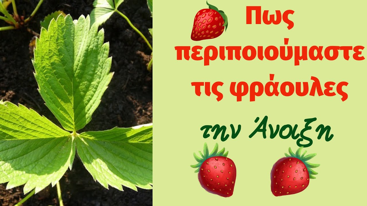 Πως περιποιούμαστε τις φράουλες μας την Άνοιξη για να έχουμε παραγωγή ...