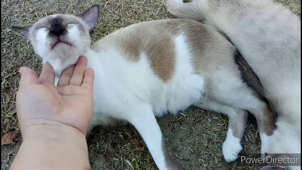 Kisah meow-meowku - YouTube