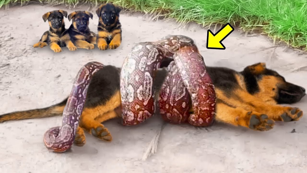 Python Twisted Mama Dog, Seconds Later The Unimaginable happened! - YouTube