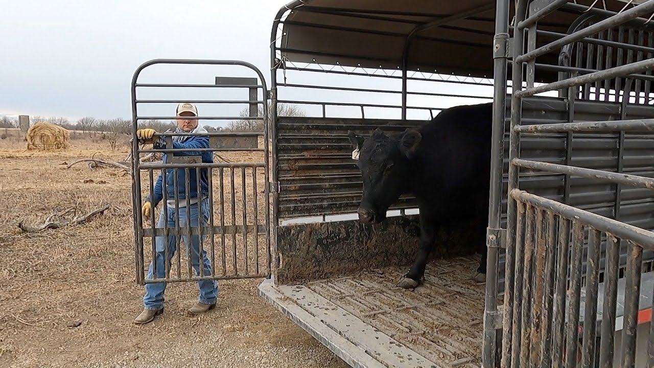 Loading A Bull and Moving Cows On The Farm - YouTube