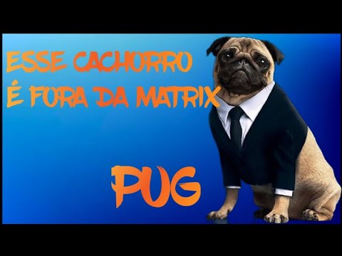 Pug o cachorro fora da Matrix - YouTube