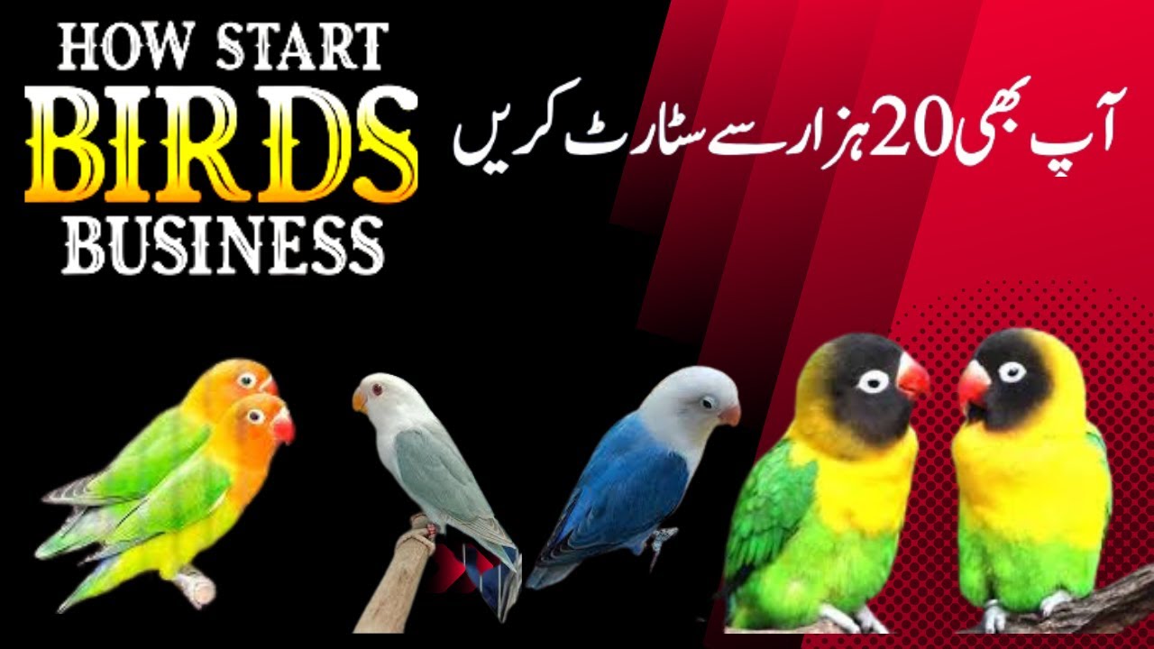 HOW START LOVE BIRDS BUSINESS WITH HIGH PROFIT AND LOW INVESTMENT ...