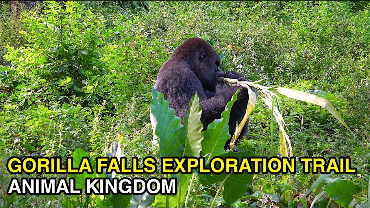 [4K] Gorilla Falls Exploration Trail - African Animal Trek : Animal ...