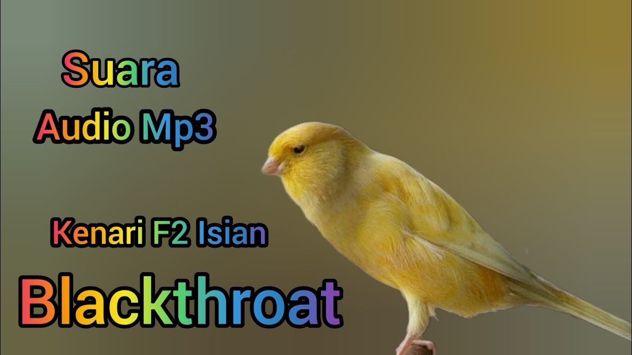Kenari F2 Isian Blackthroat !! - YouTube
