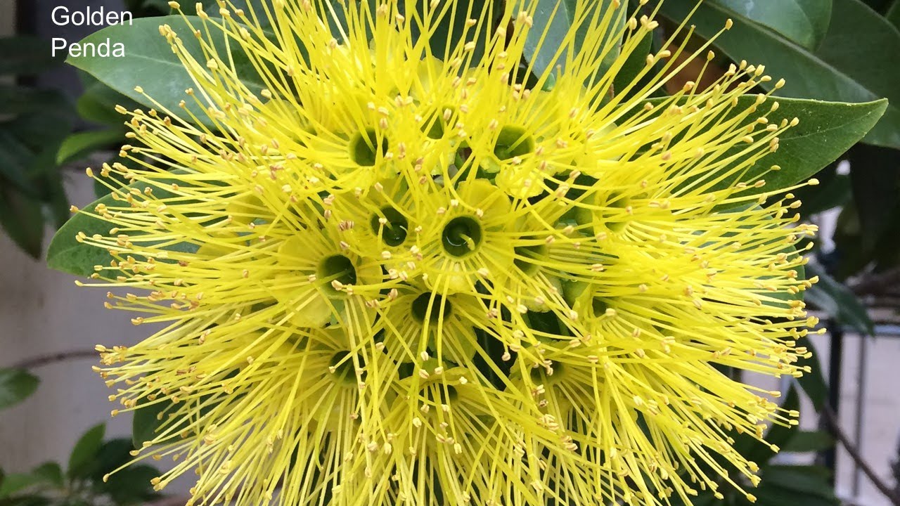 Xanthostemon chrysanthus - Golden Penda - YouTube