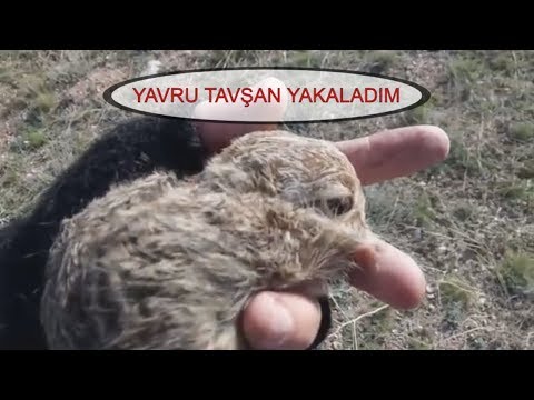 DOLAMAN - DOMALAN - KEME - TRUF MANTARI NASIL TOPLANIR 2019