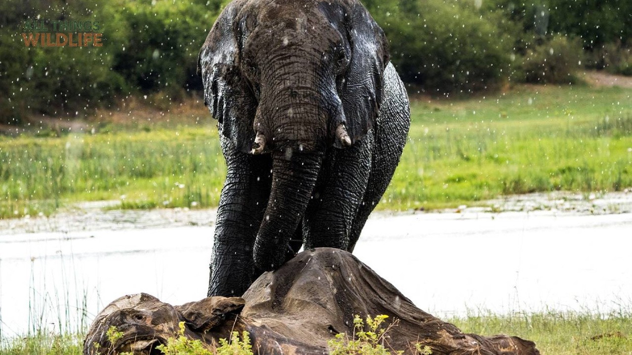 How Elephants Mourn Their Dead? - YouTube