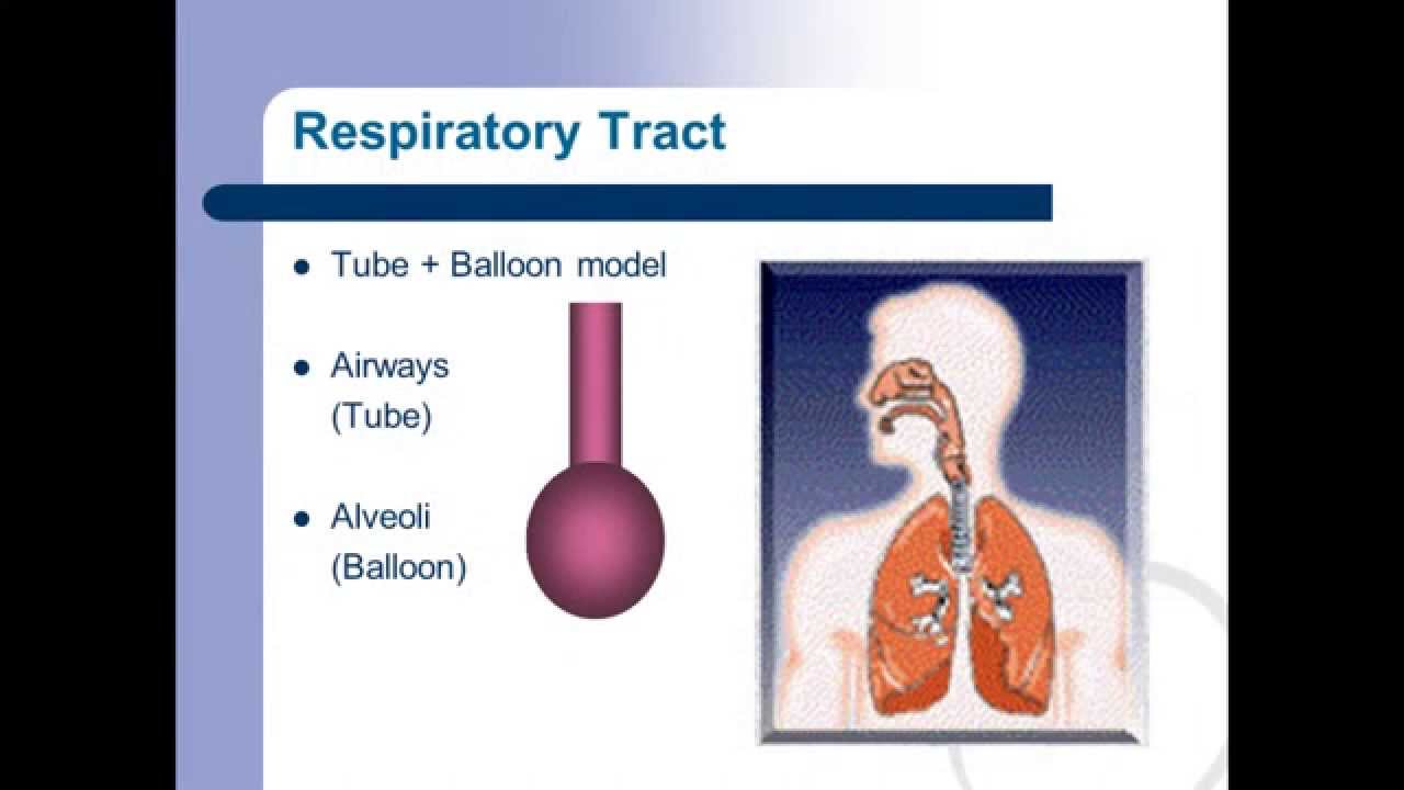 Physiology of Respiration and Pulmonary Mechanics - YouTube