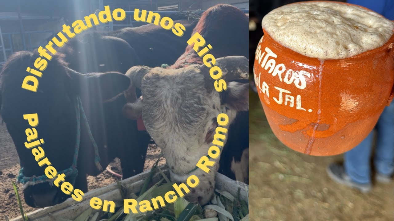Disfrutando unos Ricos Pajaretes en Rancho Romo - YouTube