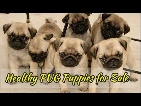Cheapest Pug Puppies for Sale | Healthy Pug Puppies for Sale | Toy Dog ...