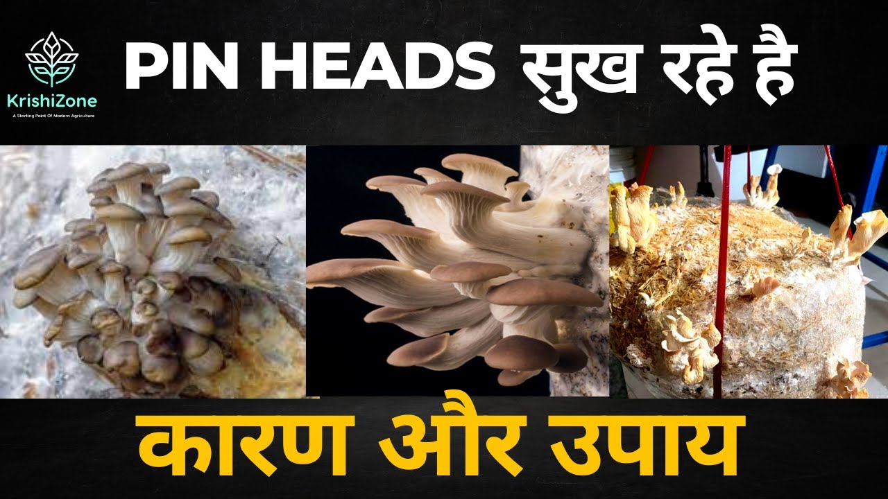 Mushroom Pin Heads सूखने के कारण और उपाय | Mushroom Pin-Heads Drying ...