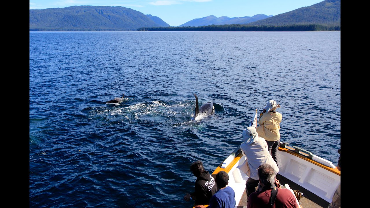 Orca whales entertain a group of photographers on the bow of MV ...