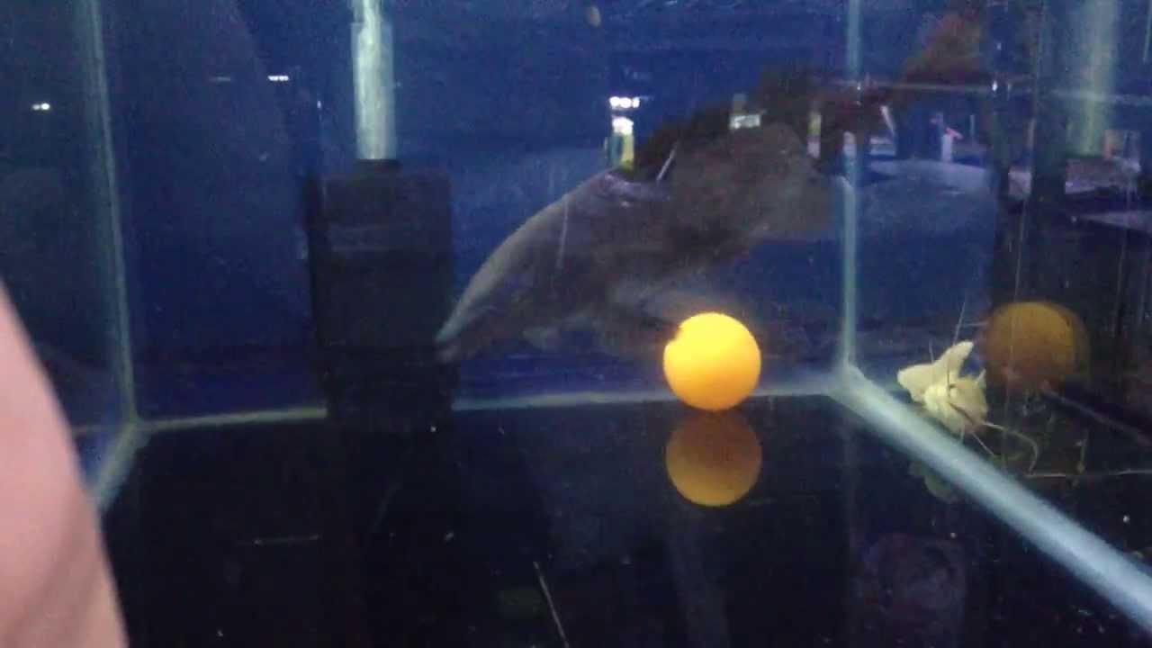 ปลางวงช้างจมูกสั้น Elephant-snout fish 10นิ้ว - YouTube