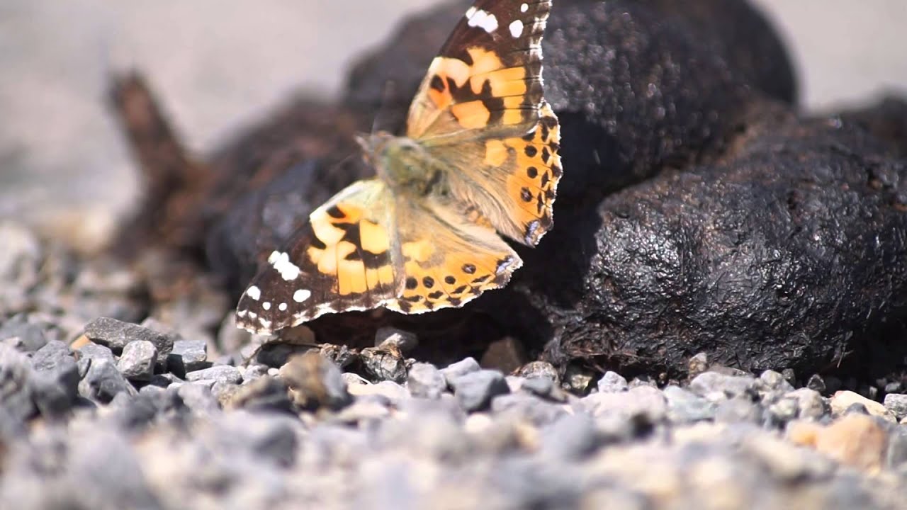Butterfly Flapping Wings - YouTube