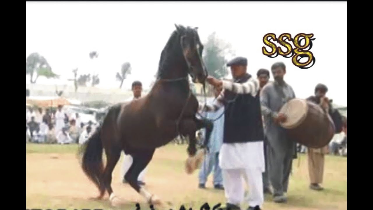 best horse dance in pakistan No.10 - YouTube