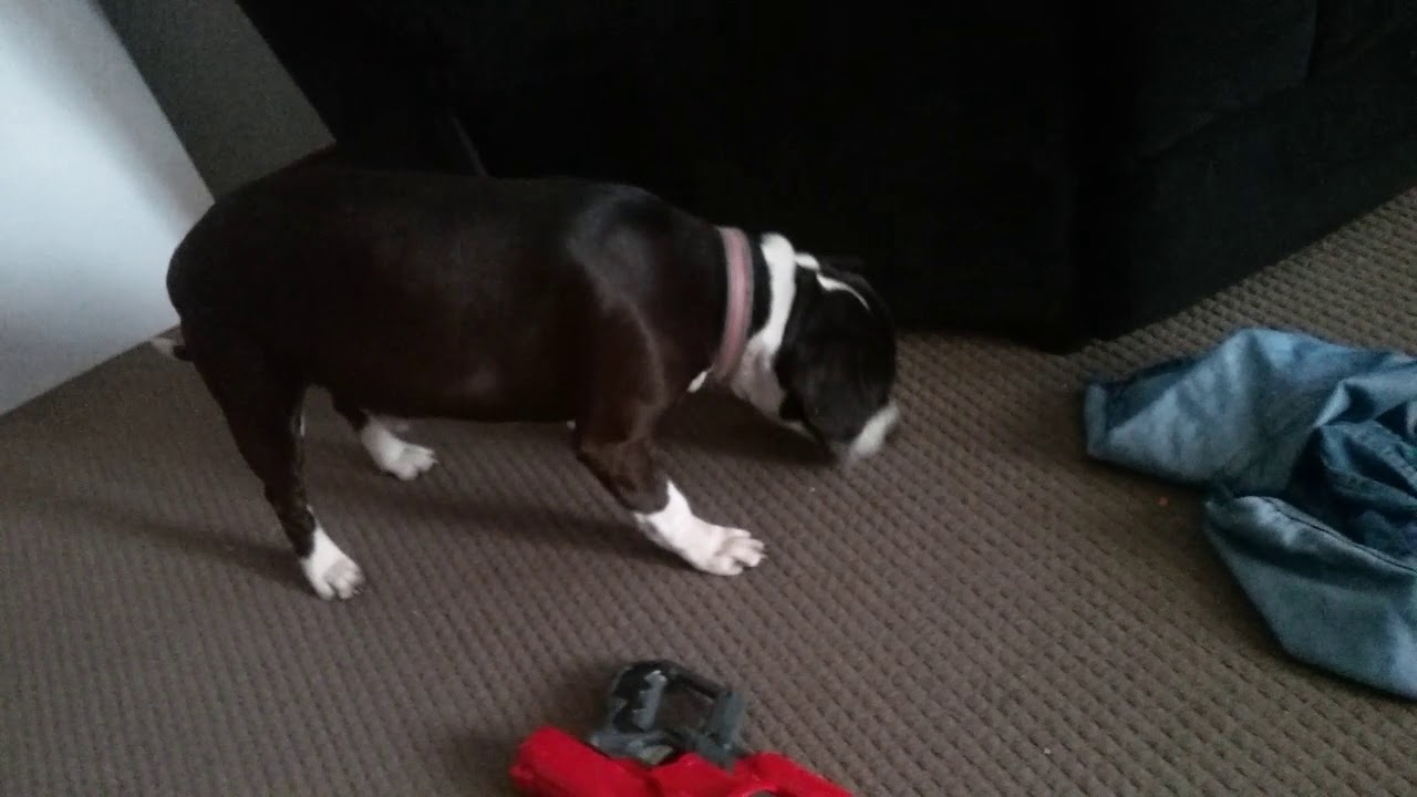 Dogs doing dog things - YouTube