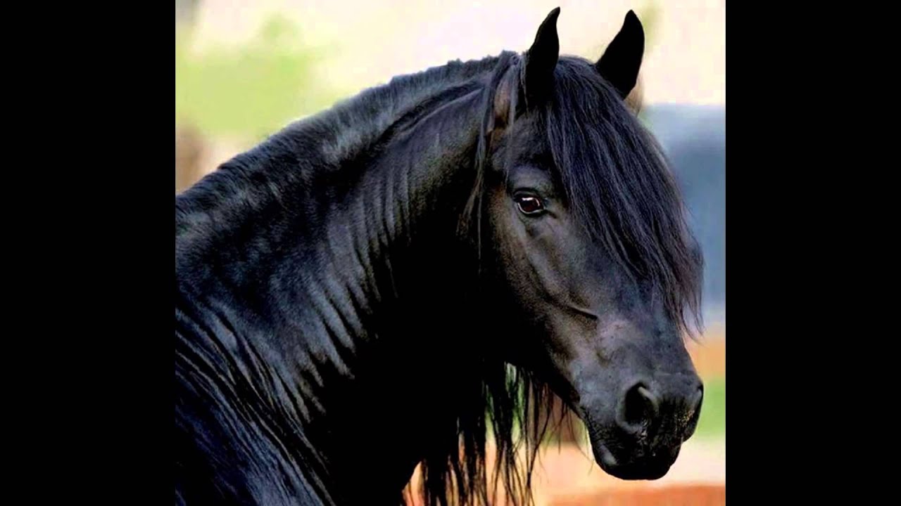 Fryzu arkliai. - YouTube