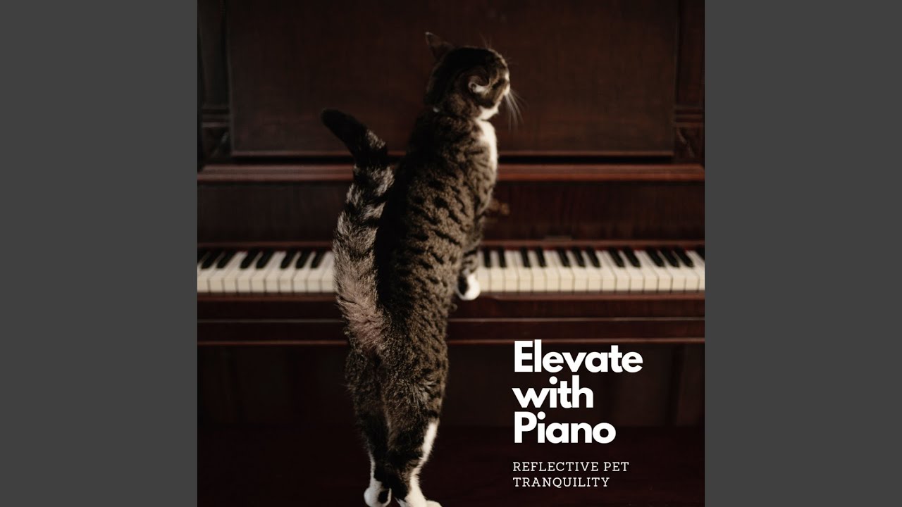 Ethereal Bond: Pet and Piano - YouTube