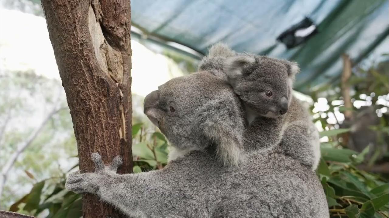 Parker the Koala Joey emerges from mother's pouch - YouTube