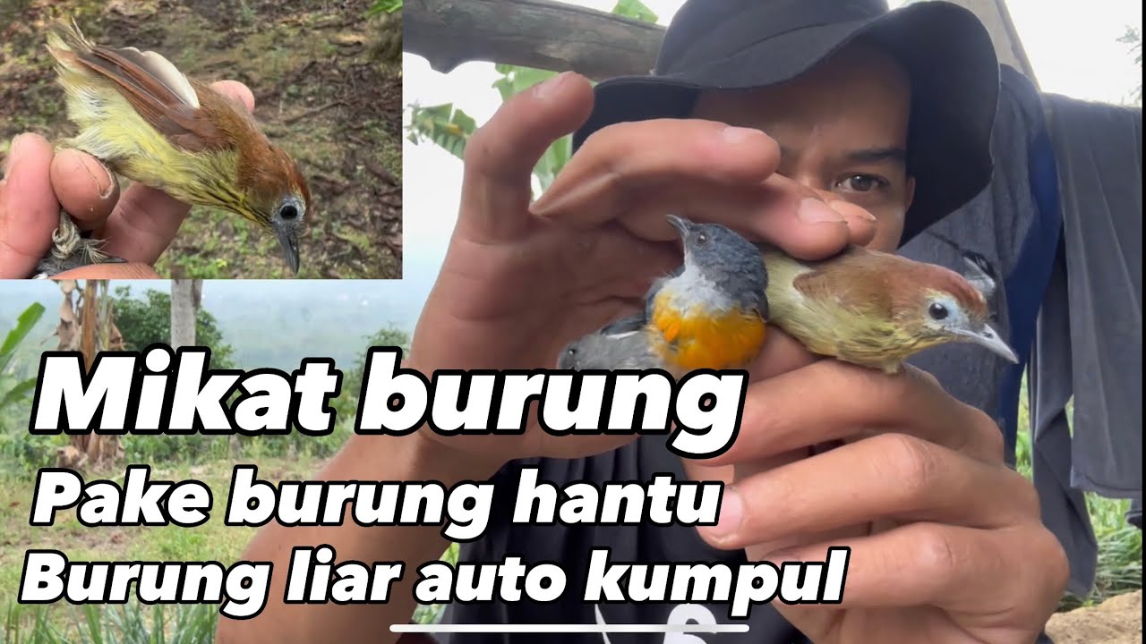 Mikat burung pake burung hantu, burung liar auto kumpul #kicaumania ...