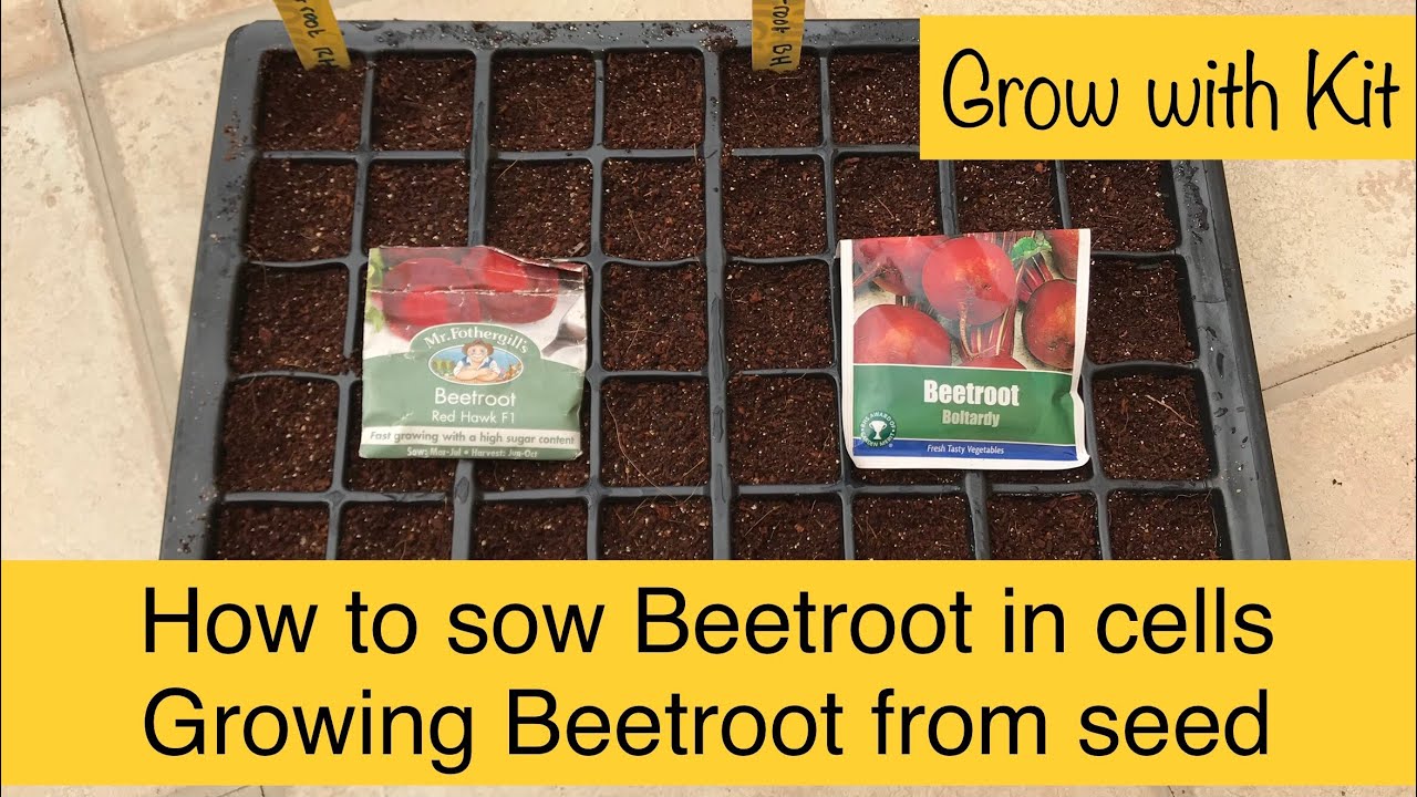 Sowing Beetroot seeds in Modules - Growing Beetroot from Seed - YouTube