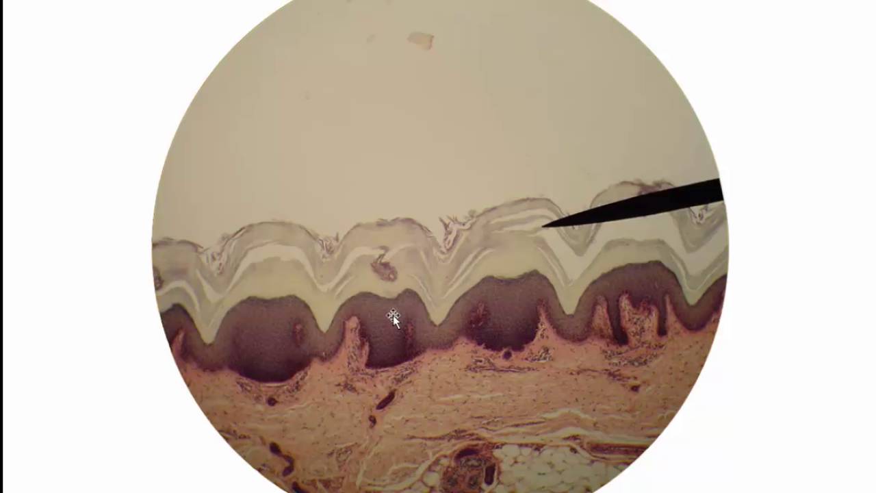 Skin Histology for Beginners - YouTube