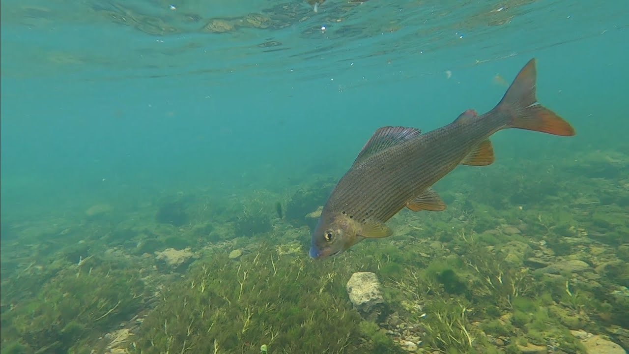 Fly-fishing in Ribnik - Bosnien och Hercegovina - YouTube