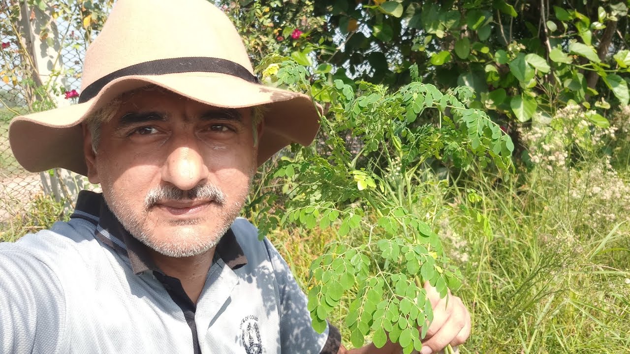 Moringa Tree Plantation - Sohanjna - Moringa oleifera - Drumstick Tree ...