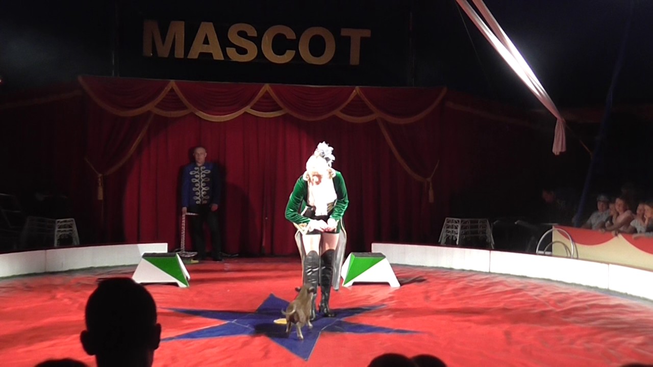 CIRKUS MASCOT Mariane Deleurans Pig SHOW 2017 No 1 - YouTube