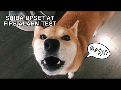 Shiba Inu Howling Non Stop | 柴柴狼嚎 - YouTube