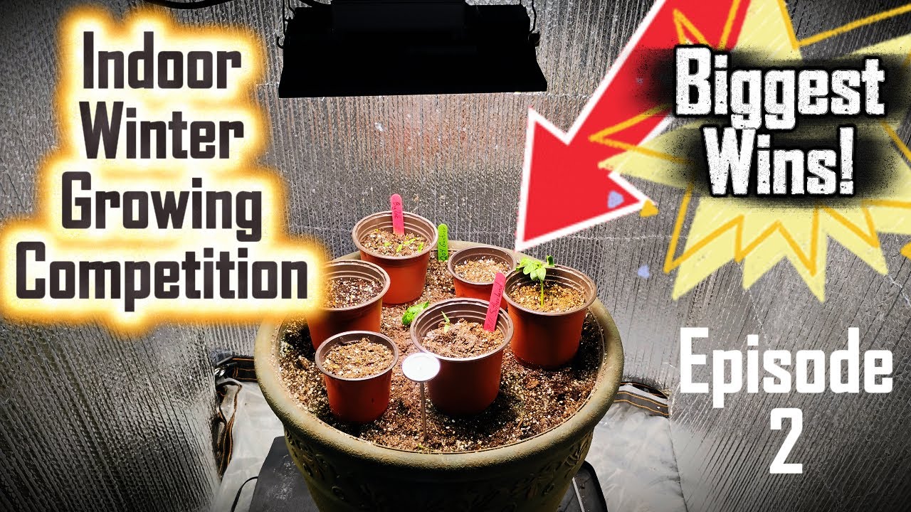 (2025) Winter Indoor Growing Competition (episode 2) - YouTube