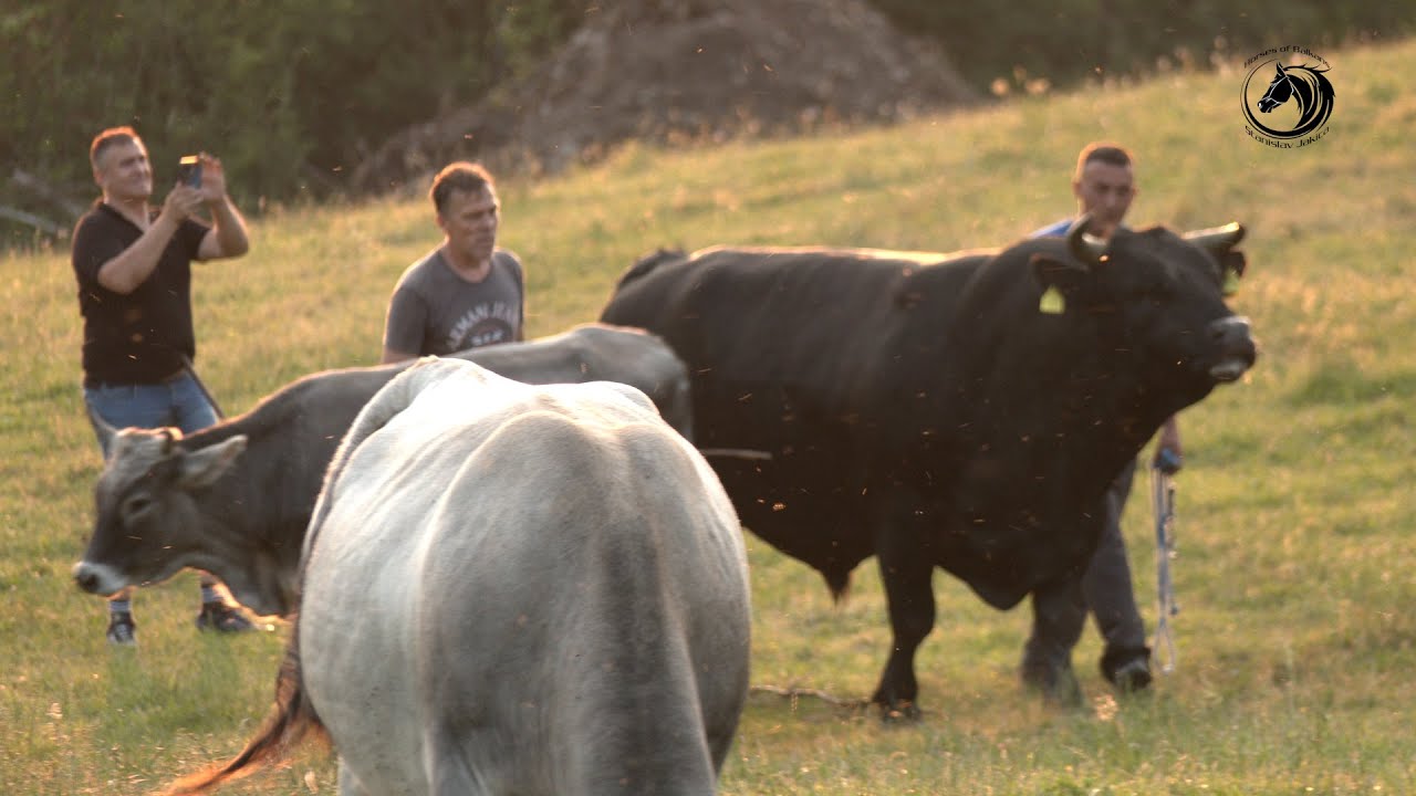 - Krave i bikovi Braće Tubić u ponosnoj Liskovici čekaju Mega koridu 22.06.2025. - YouTube