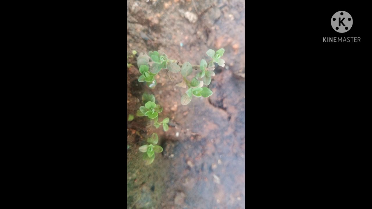 Marugu plant - YouTube
