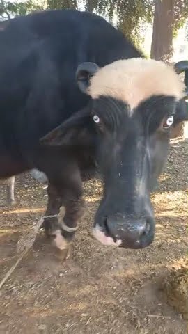 #beautiful #Neeli Ravi biplo#cow #farming - YouTube