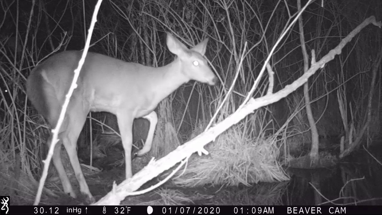 Maryland Beaver Cam Part: 7 - Beaver Free Zone - YouTube