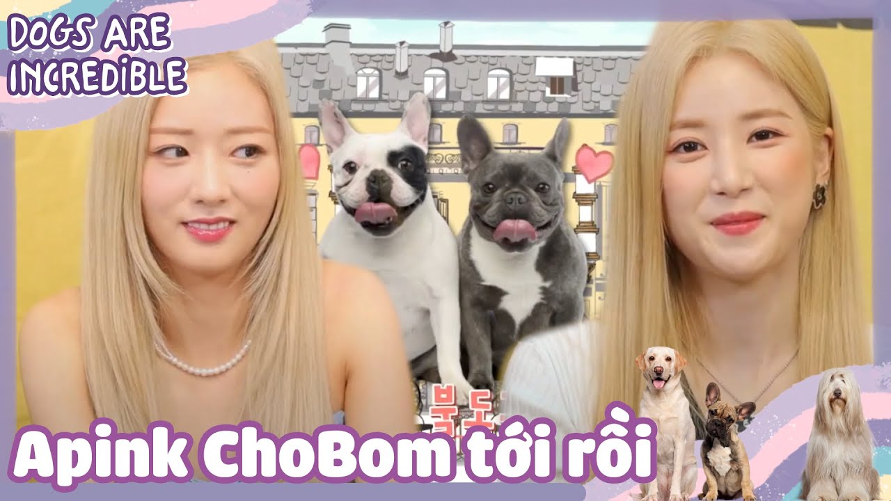[CCTG Tập 135 #1]ENG/VIETSUB|Cùng Apink Chorong Bomi khám phá chú chó ...