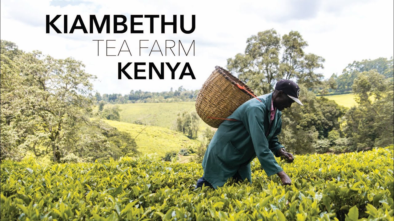 Best Day Trip from Nairobi || Kiambethu Tea Farm Kenya Travel Vlog ...