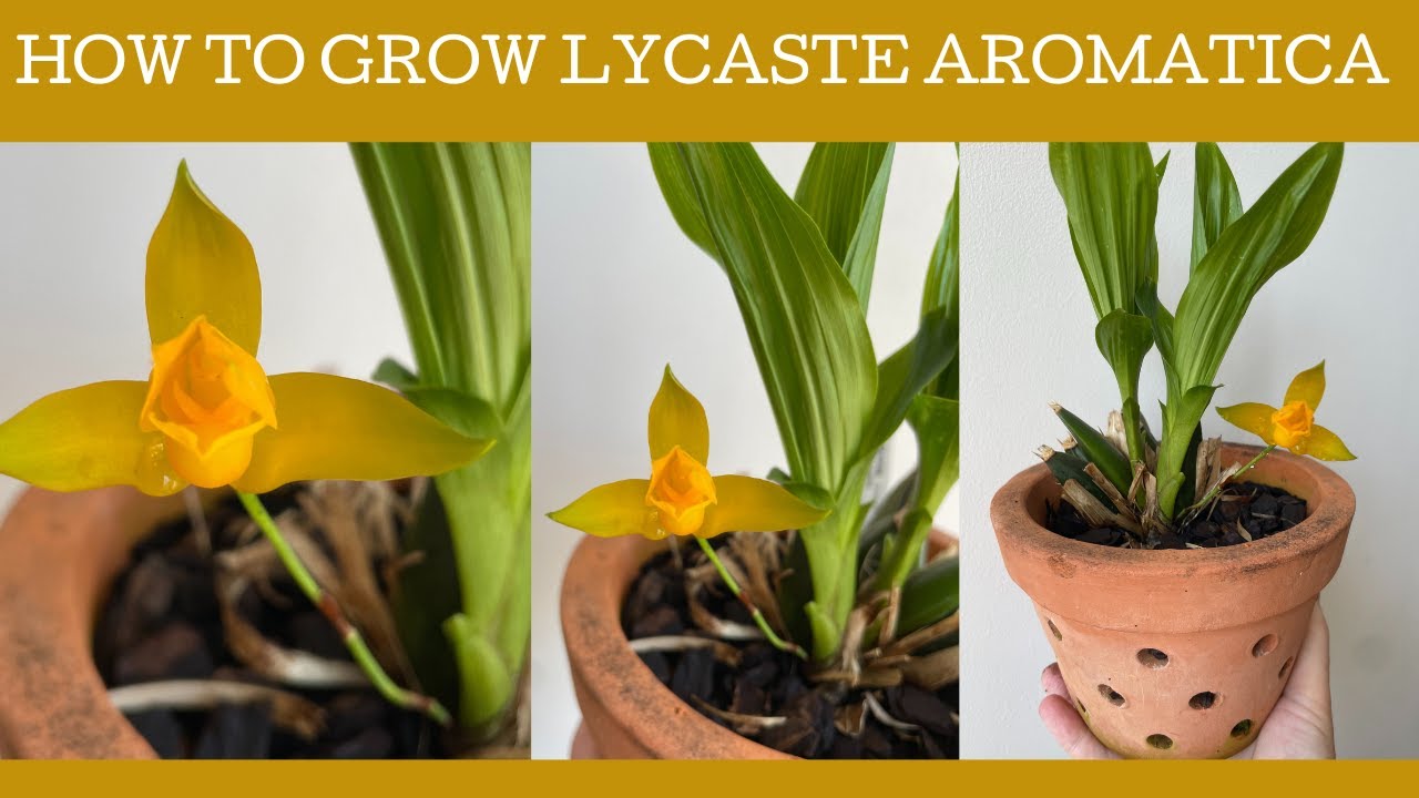 How to grow Lycaste aromatica; a deciduous species Lycaste! - YouTube