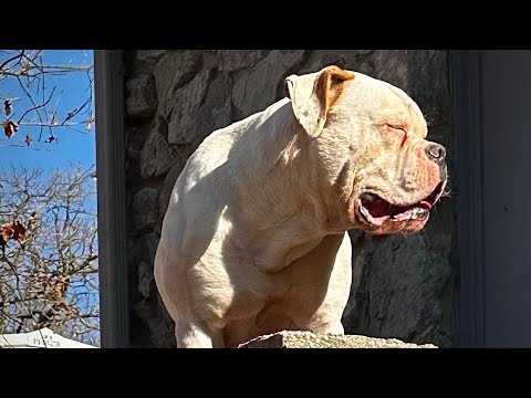 Introducing King BoBo-#bjbd #americanbulldog - YouTube