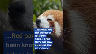 Sleepy Red Pandas? #animals #redpanda #trivia