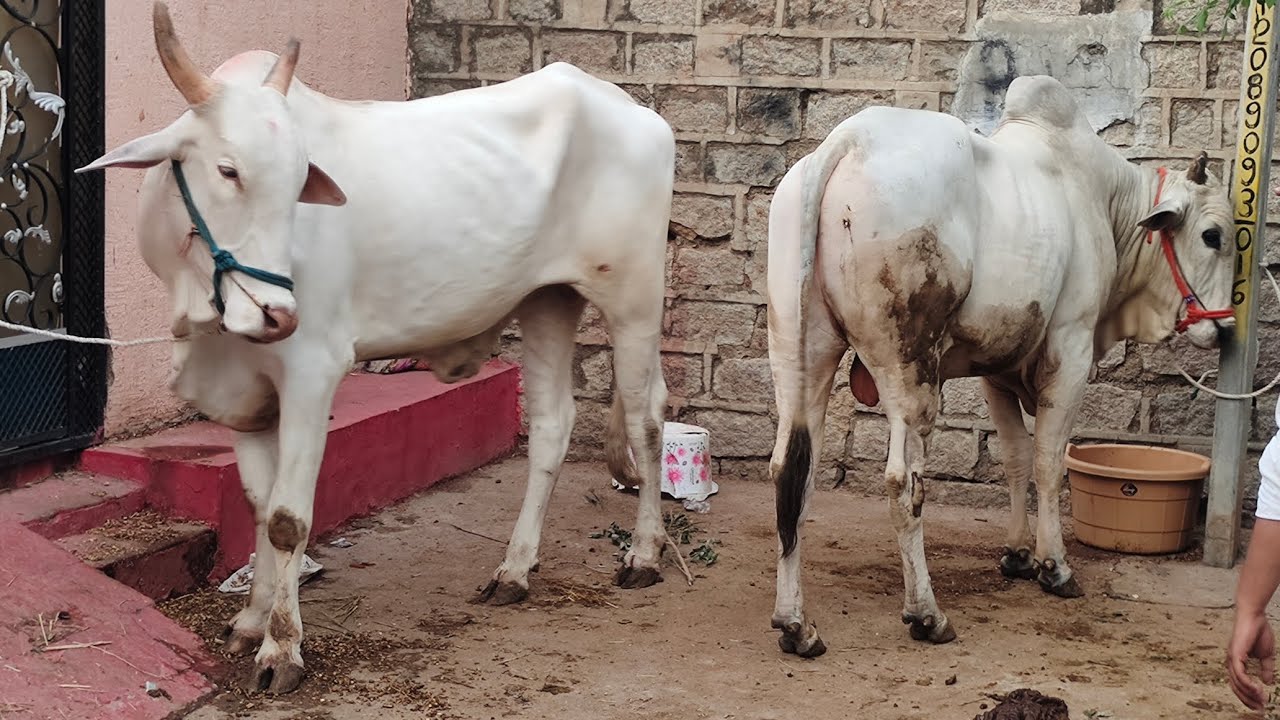 khubsurat bade janwar in baba nagar | Ongole bulls in Hyderabad ...
