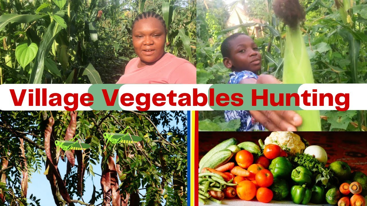 Village vegetables hunting|| village farming in Africa Nigeria village ...