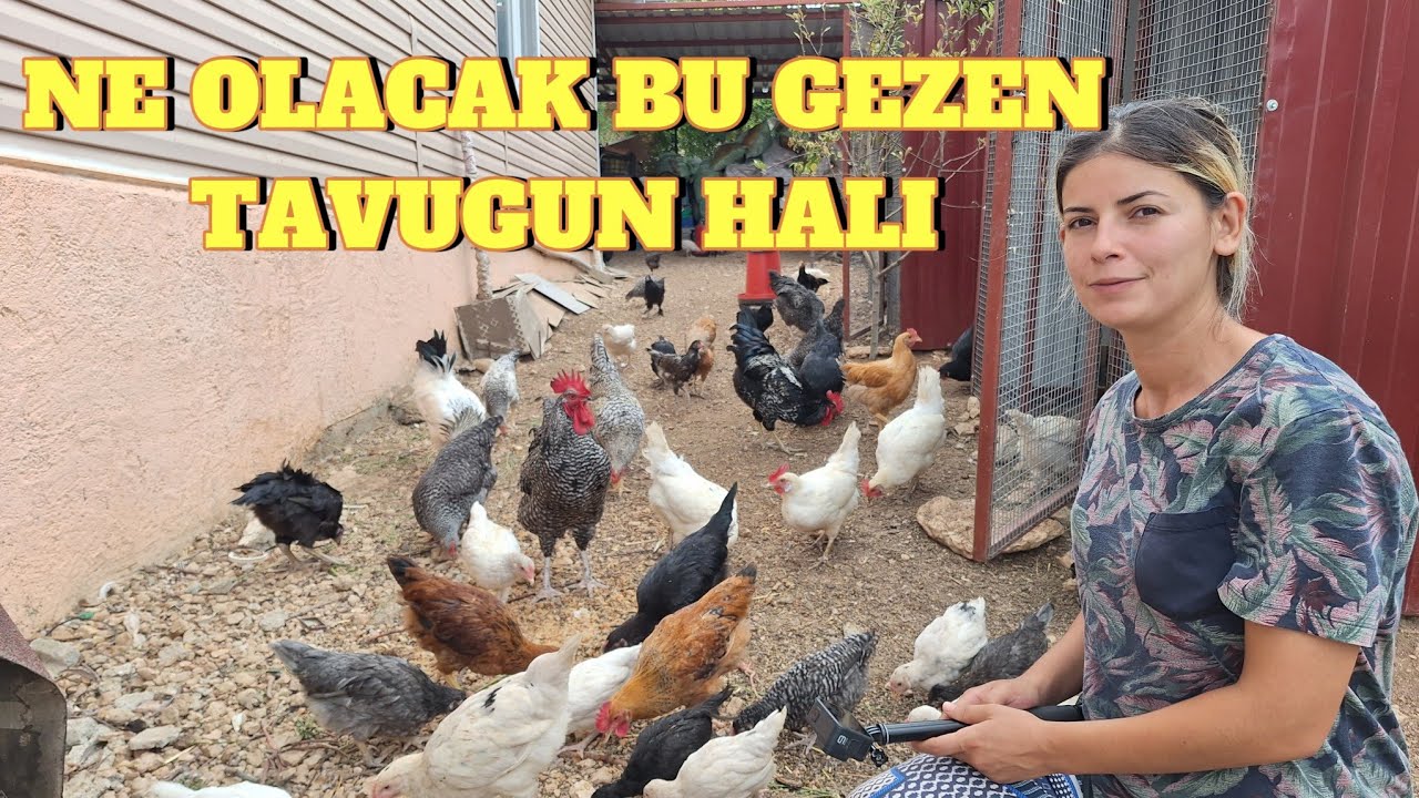 NE OLACAK BU GEZEN TAVUGUN HALİ | YUMURTA FIYATLARI NE ZAMAN YÜKSELİŞE ...
