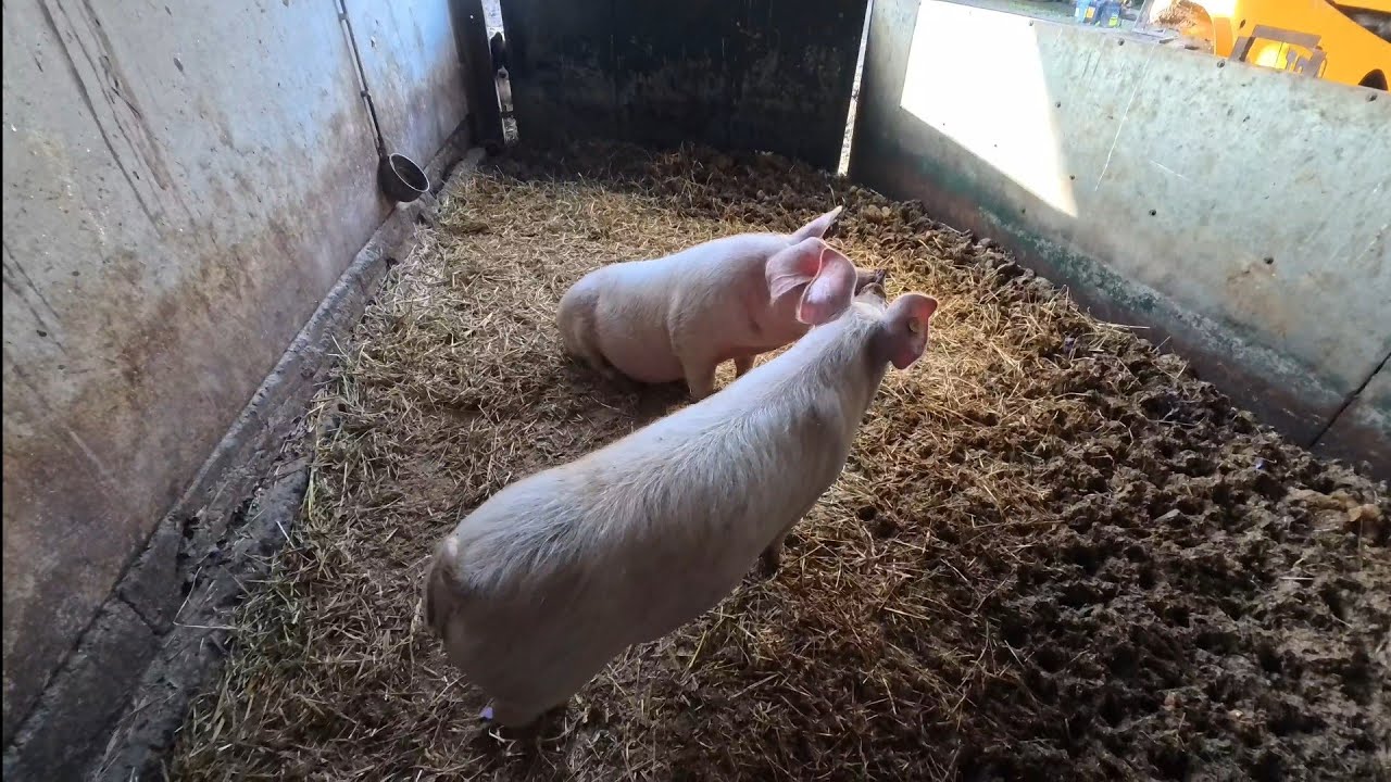 Pigs growing, Tb testing, calf feeding - YouTube