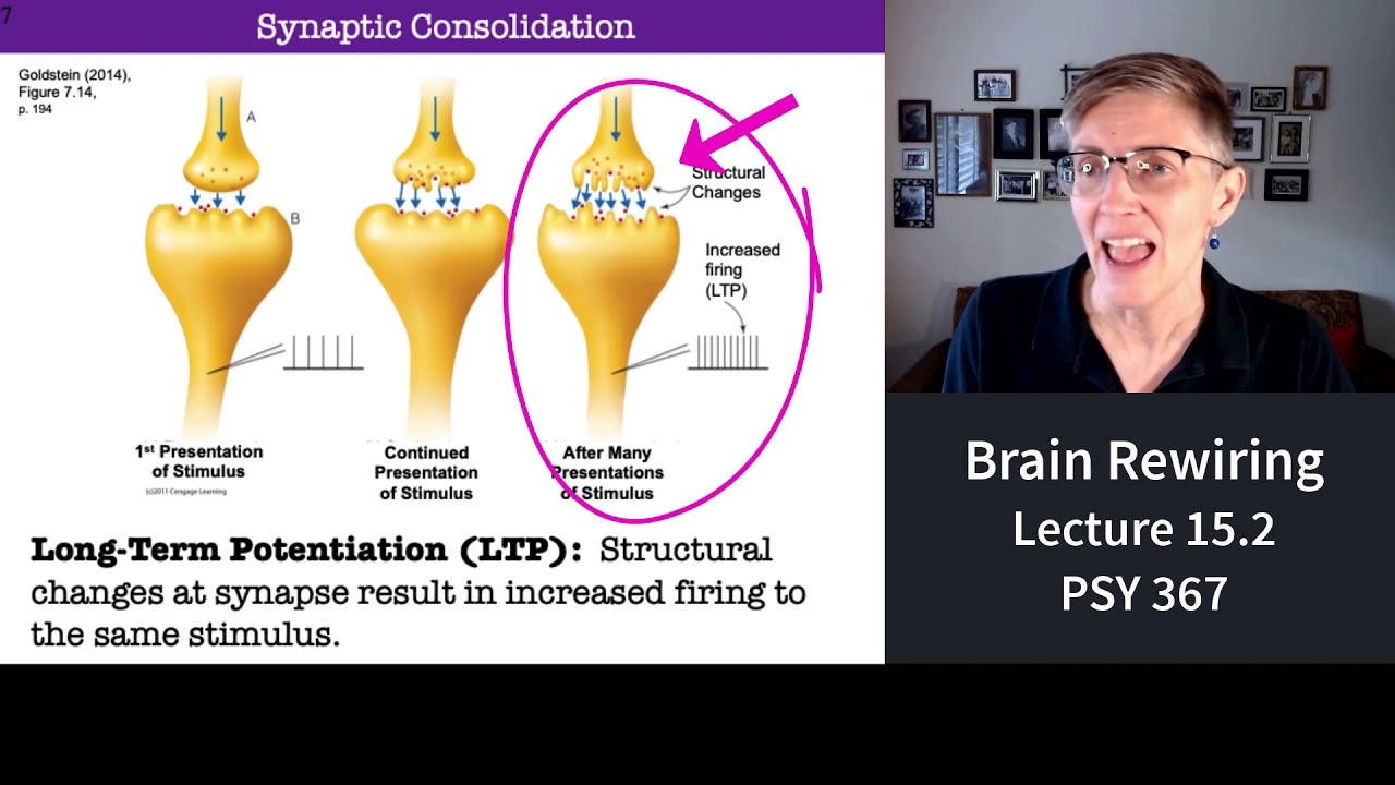 367 Lecture 15.2 Rewiring Your Brain - YouTube