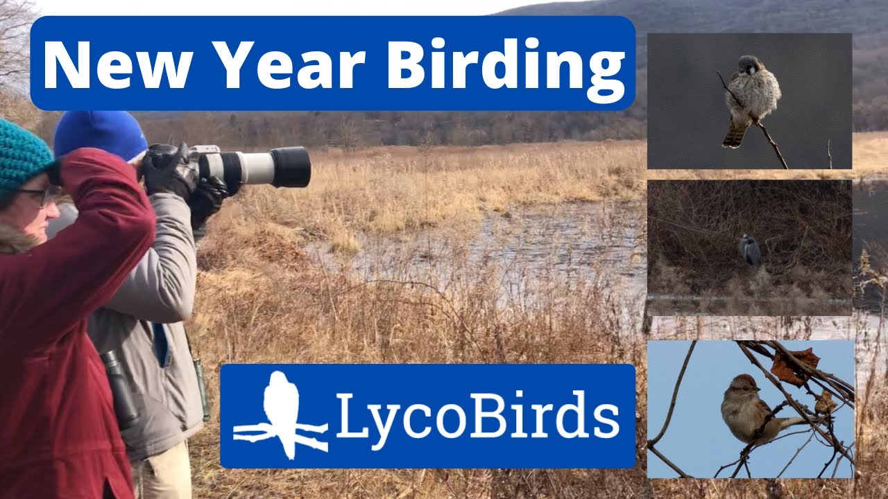New year birding at the Robert Porter Allen Natural Area (RPANA), 1/3 ...