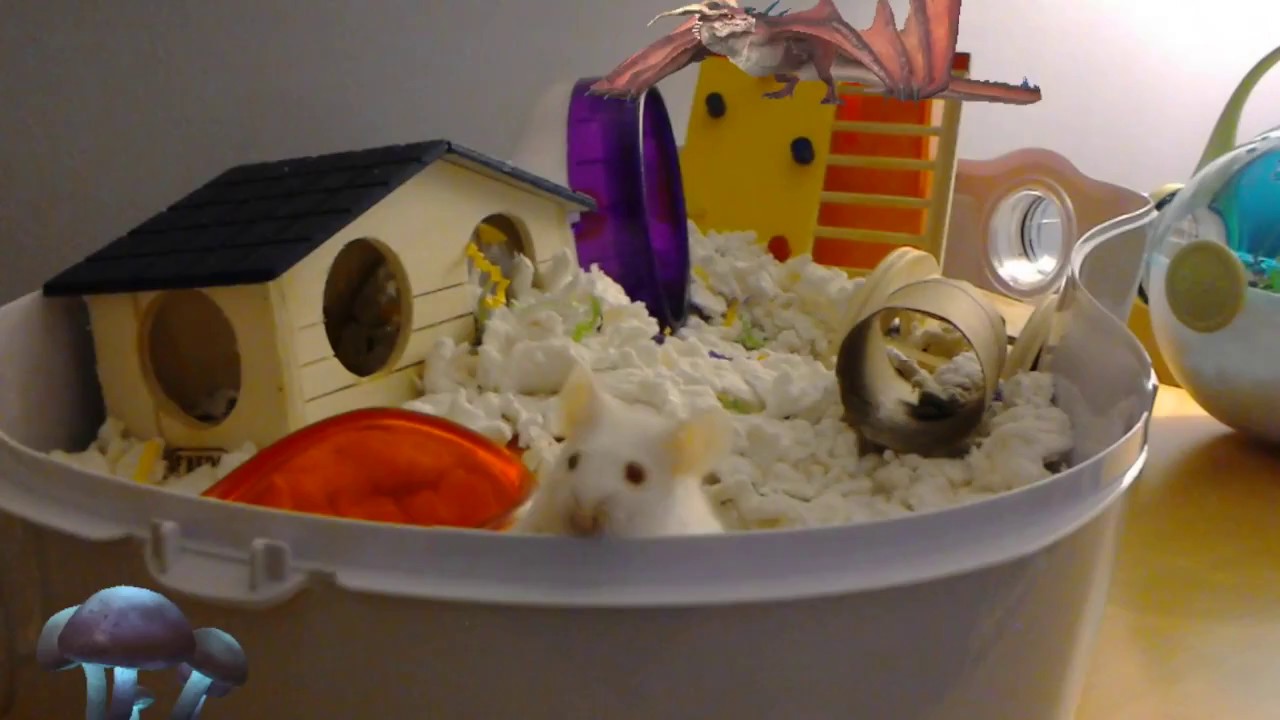 MouseQuest! A mouse adventures through mixed reality. - YouTube