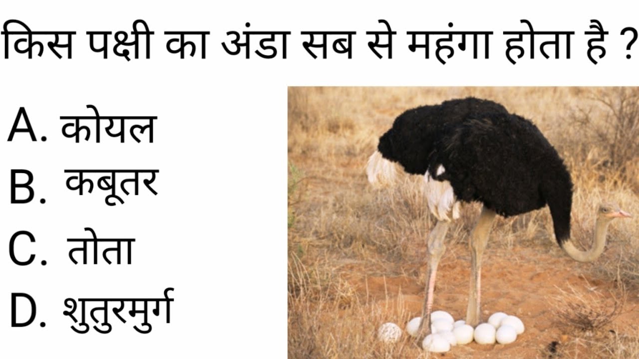 किस पक्षी का अंडा सब से महंगा होता है ll Kis pakshi ka anda sab se ...